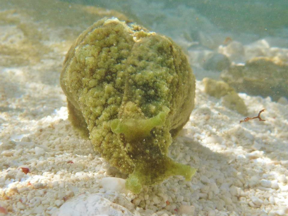 Dolabella auricularia | Jacinta Kong